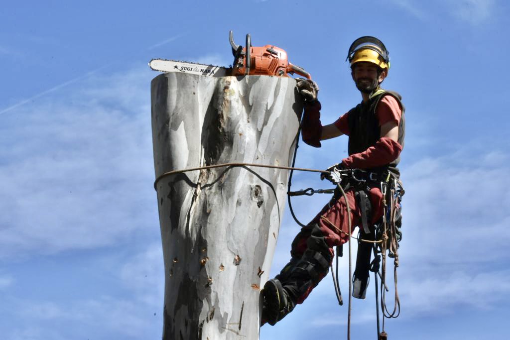 Tree Surgery, Sunny Gardening Costa Blanca Tree Service,