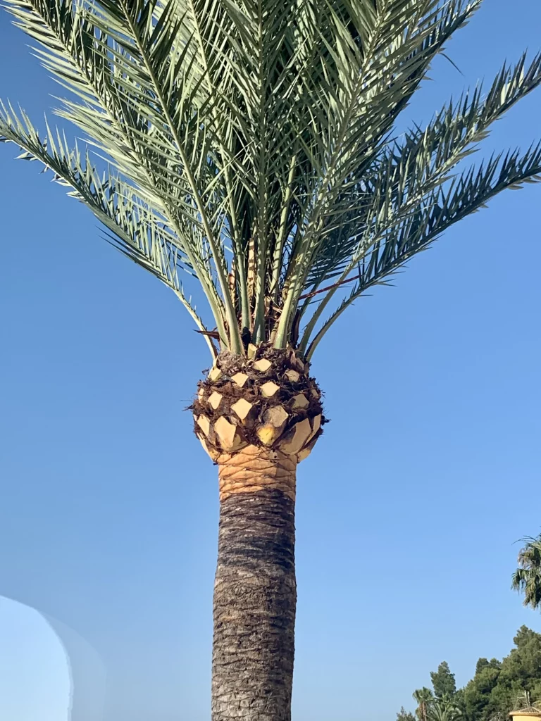 Palm Tree Cleaning, We Are Specialists In Palm Tree Work,