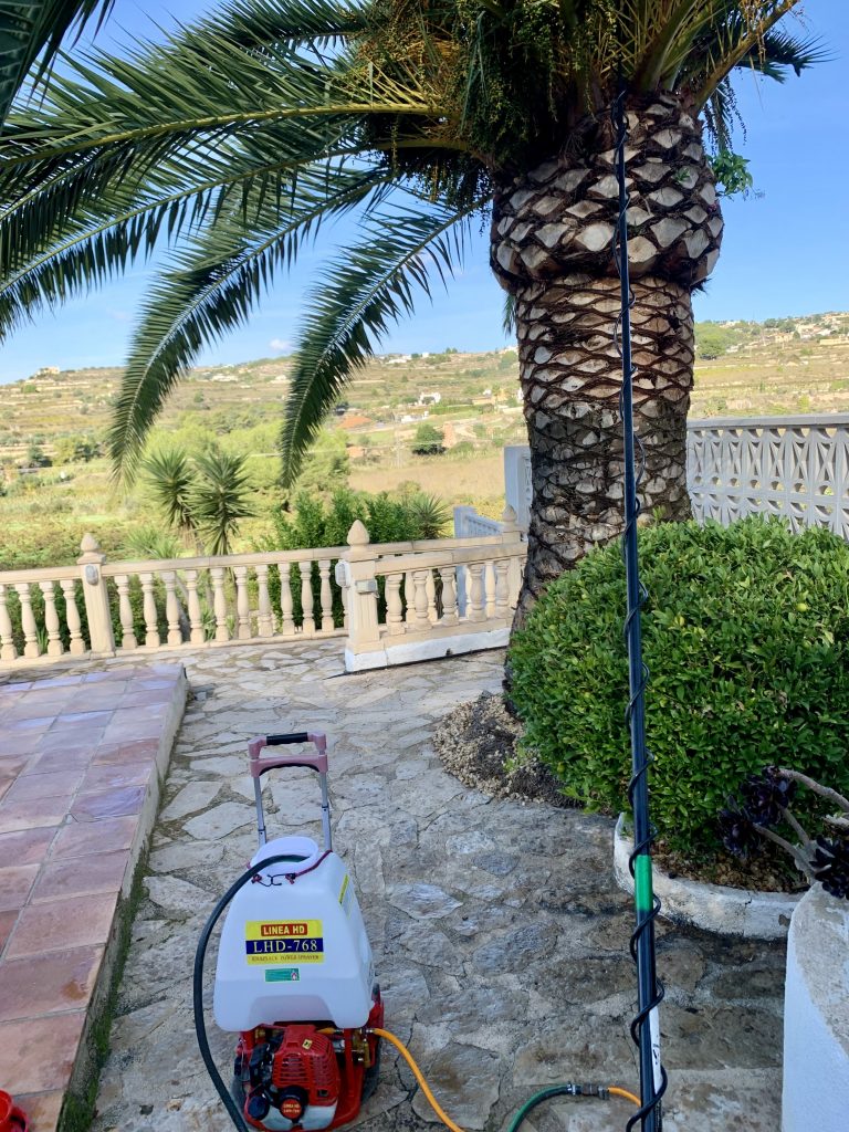 Palm Weevil Treatment Service - Contact Us Tel: 647 784 028.